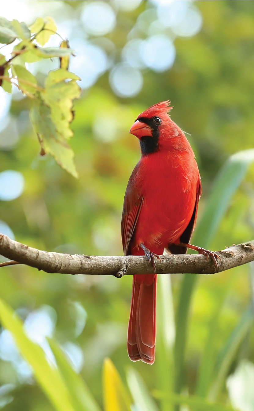 A Look At The Red Cardinal – Greystone